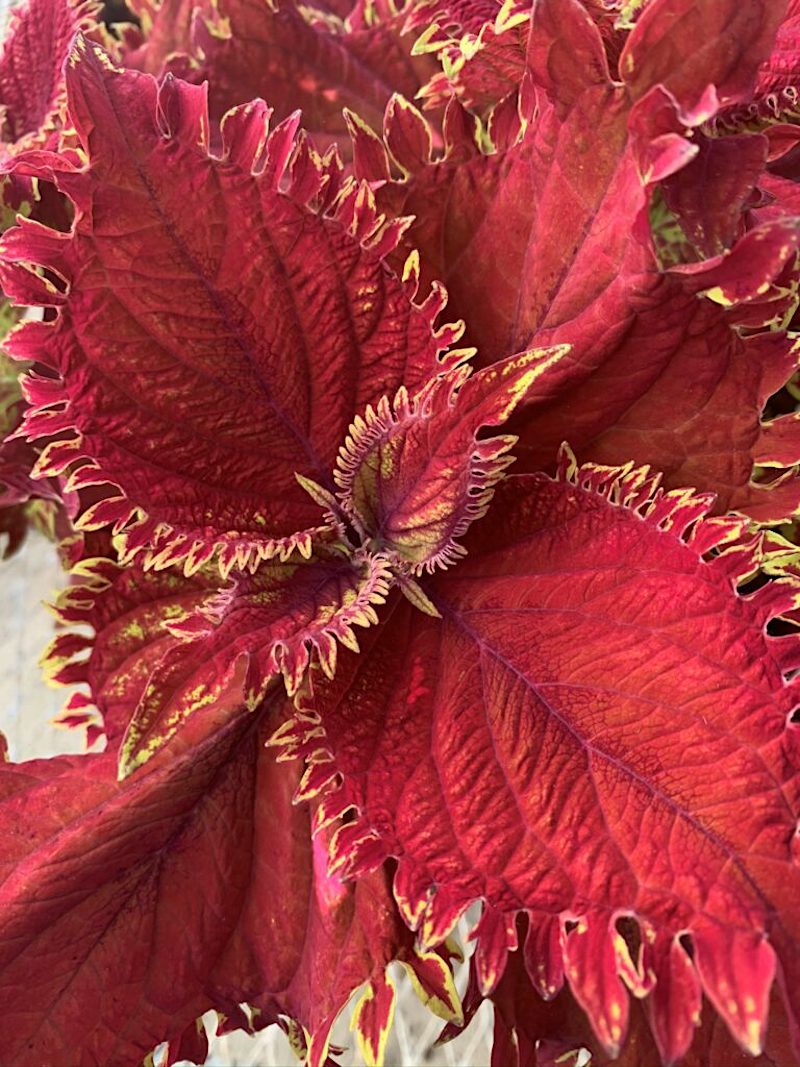 Germania Seed Company - ph: 800-380-4721