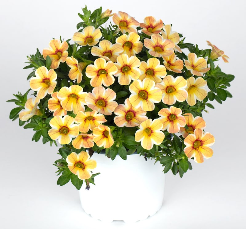 Germania Seed Company - ph: 800-380-4721