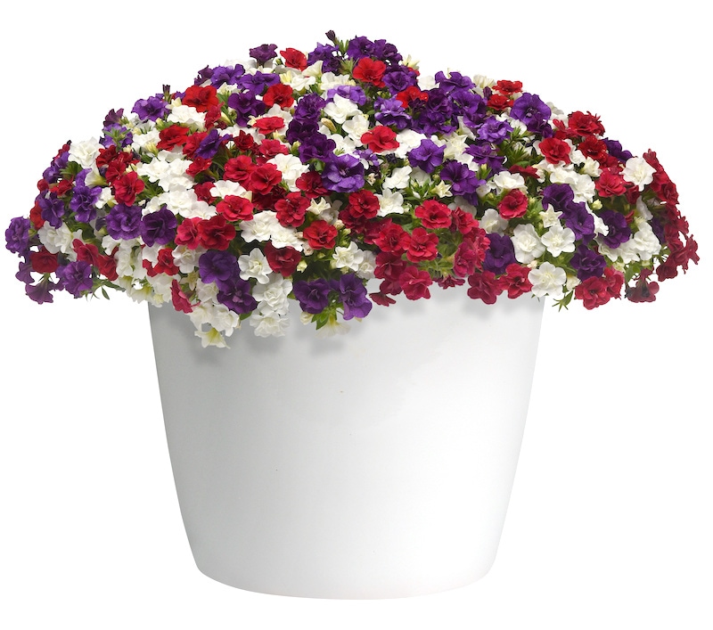 Germania Seed Company - ph: 800-380-4721