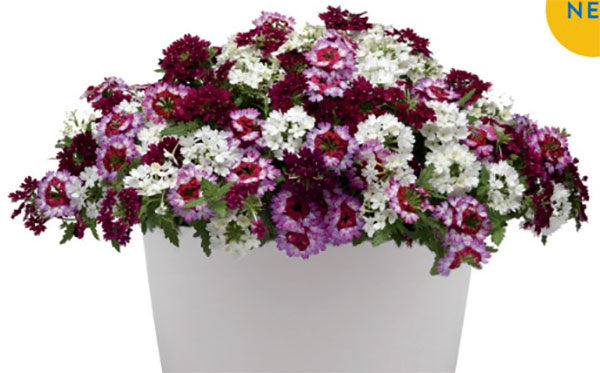 Germania Seed Company - ph: 800-380-4721